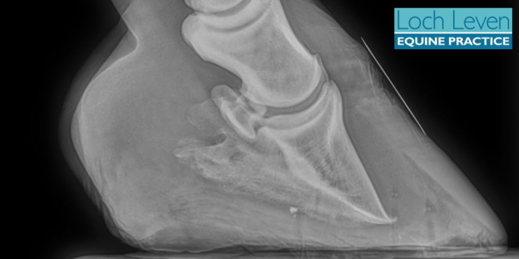Laminitis - what you need to know - EquiTeam